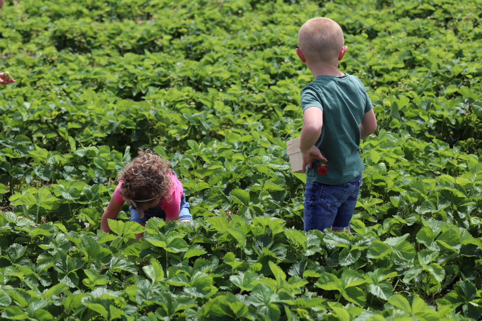 Home - The Pickwick Place